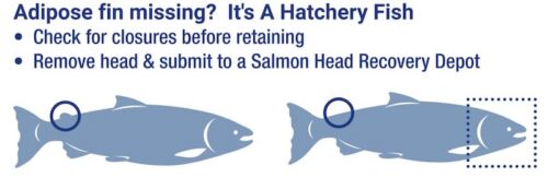 Sport Fish Data: How Catch Reporting and Biosampling Works - Island ...