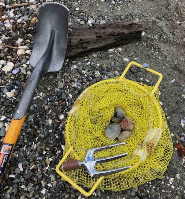West Coast Clamming—Can You Dig It? - Island Fisherman Magazine