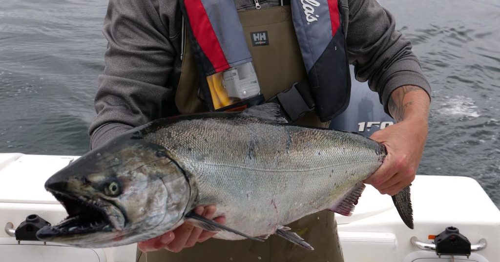 Baby Steps Towards Mark Selective Fishing Announced - Island Fisherman ...
