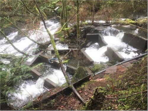 Millstream Creek Fishway Completion Means Good News for Coho Salmon ...