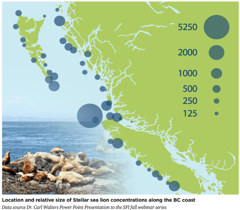 Seals & Sea Lions: Success or Disaster - Island Fisherman Magazine
