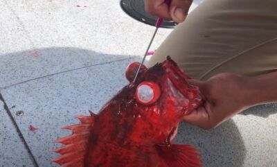 Ike-Jime & Shinkei-Jime: Delay Rigor Mortis and Dispatch Fish Humanely ...