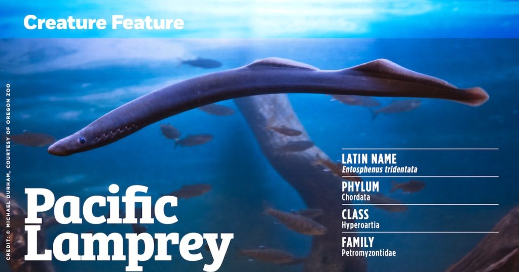 Creature Feature: Pacific Lamprey - Island Fisherman Magazine