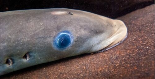 Creature Feature: Pacific Lamprey - Island Fisherman Magazine