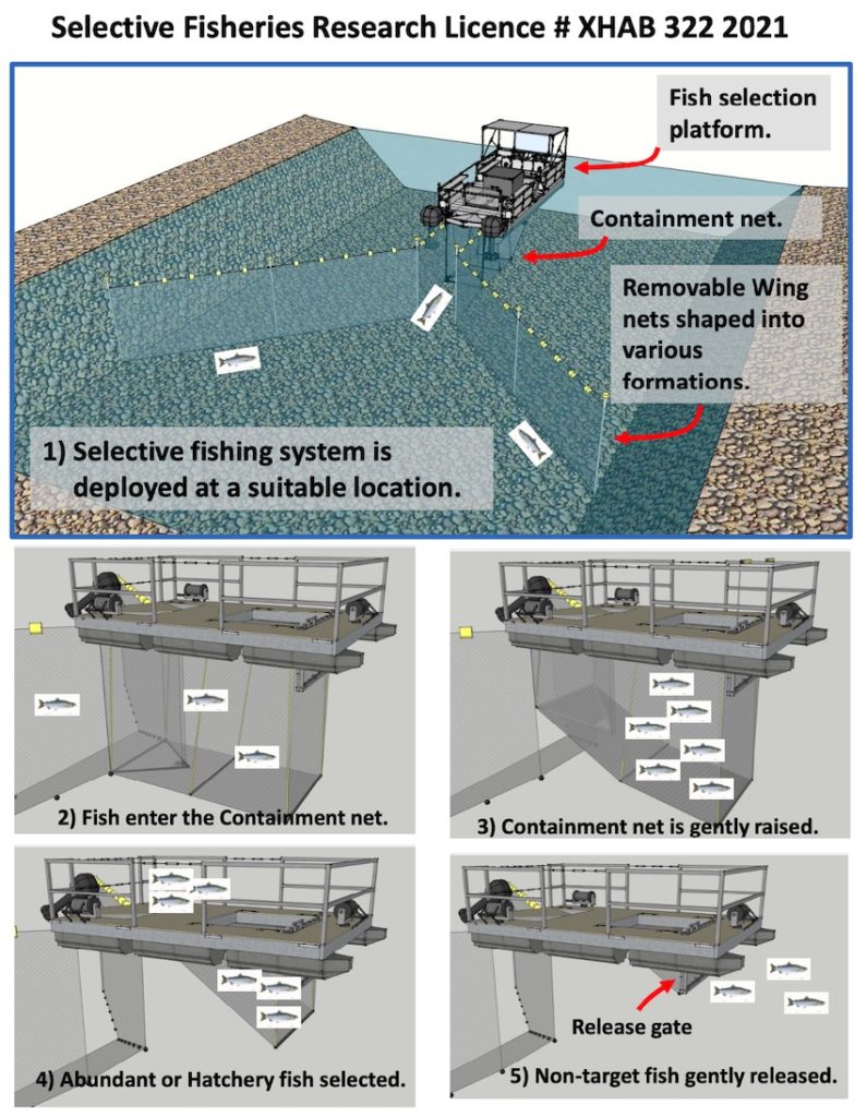 BC Entrepreneur Modernizes Salmon Trap Technology - Island Fisherman ...