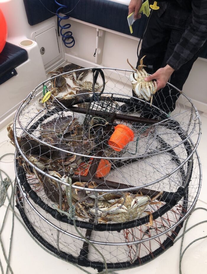 Getting Crabs Into Your Trap - Island Fisherman Magazine