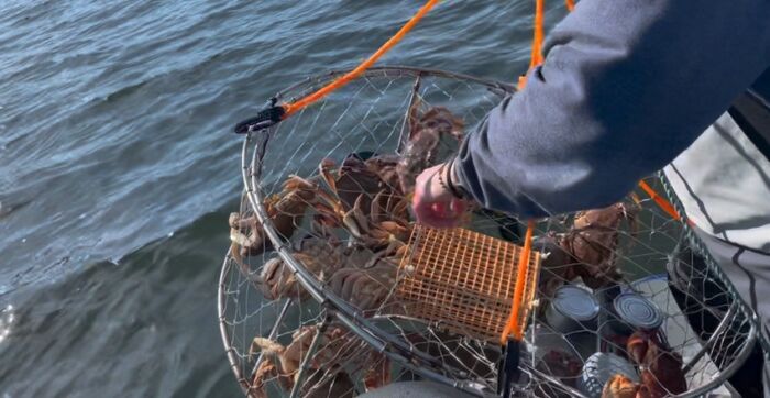 Getting Crabs Into Your Trap - Island Fisherman Magazine