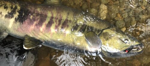 How to Tie the Egg-Sucking Wooly Bugger Fly - Island Fisherman Magazine