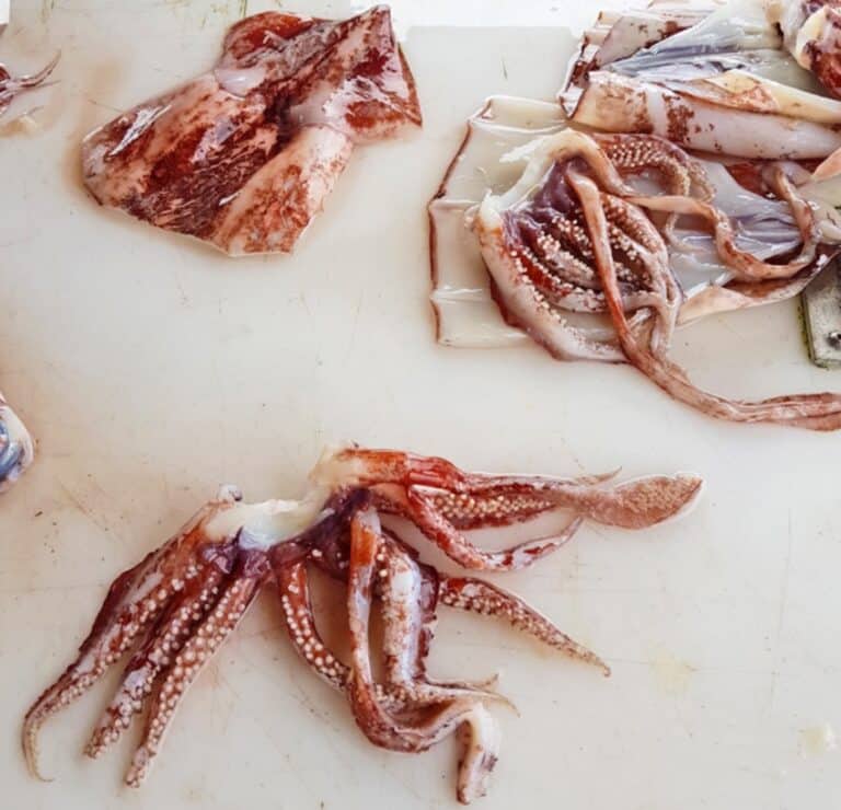 Squid Fishing—Vancouver Island's Emerging Recreational Fishery - Island ...