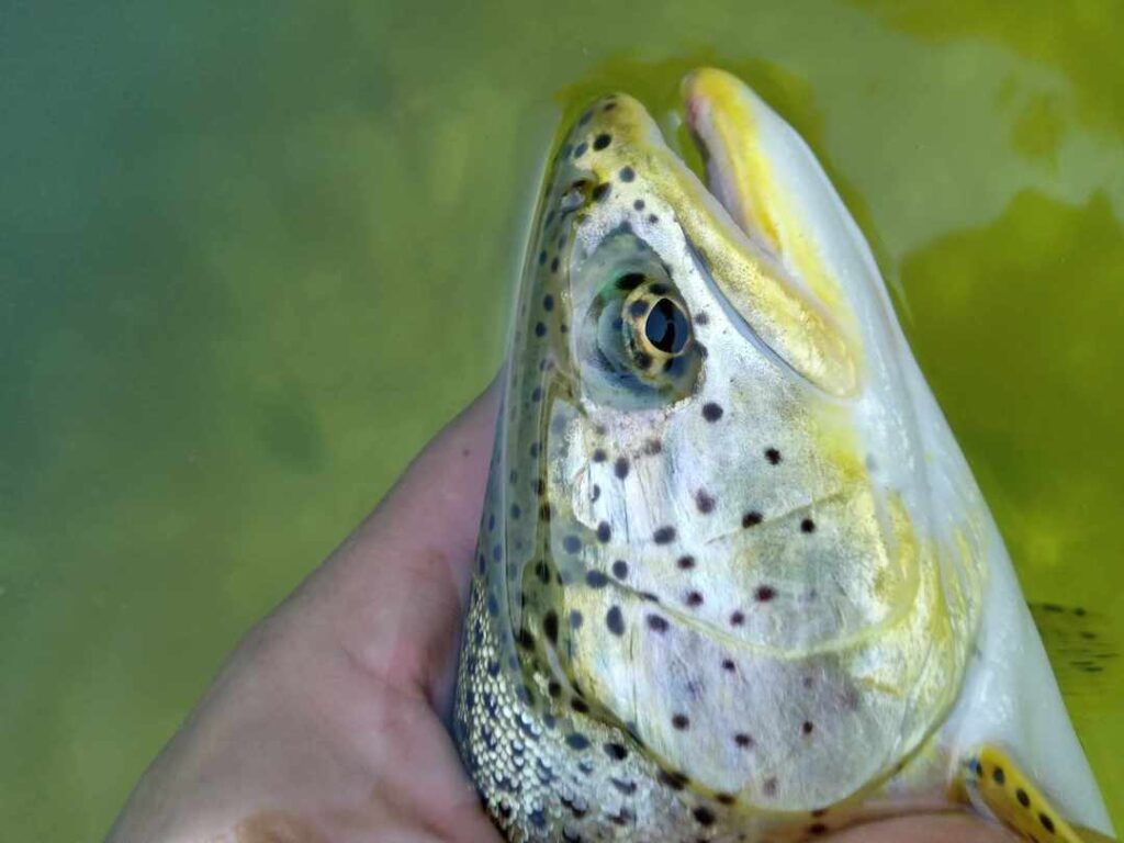 Winter Fishing for Sea-Run Cutthroat Trout in Coastal BC - Island ...