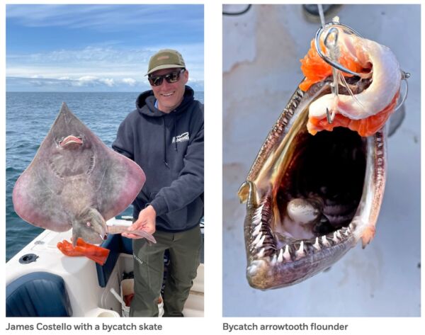How to Catch Black Cod: The Deep-Water "Butterfish" [2026]