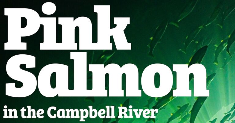 Pink Salmon in the Campbell River - Island Fisherman Magazine