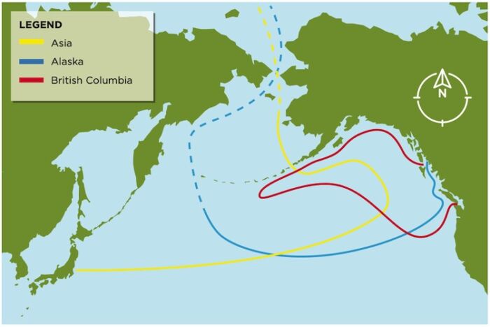 British Columbia Chum Salmon - Island Fisherman Magazine