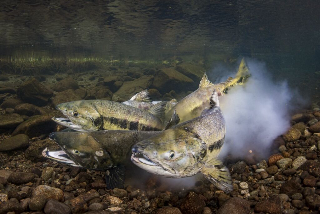 British Columbia Chum Salmon - Island Fisherman Magazine