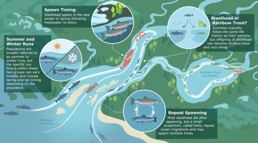 The State of Steelhead in BC - Island Fisherman Magazine