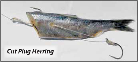 Mooching – Island Fisherman Magazine